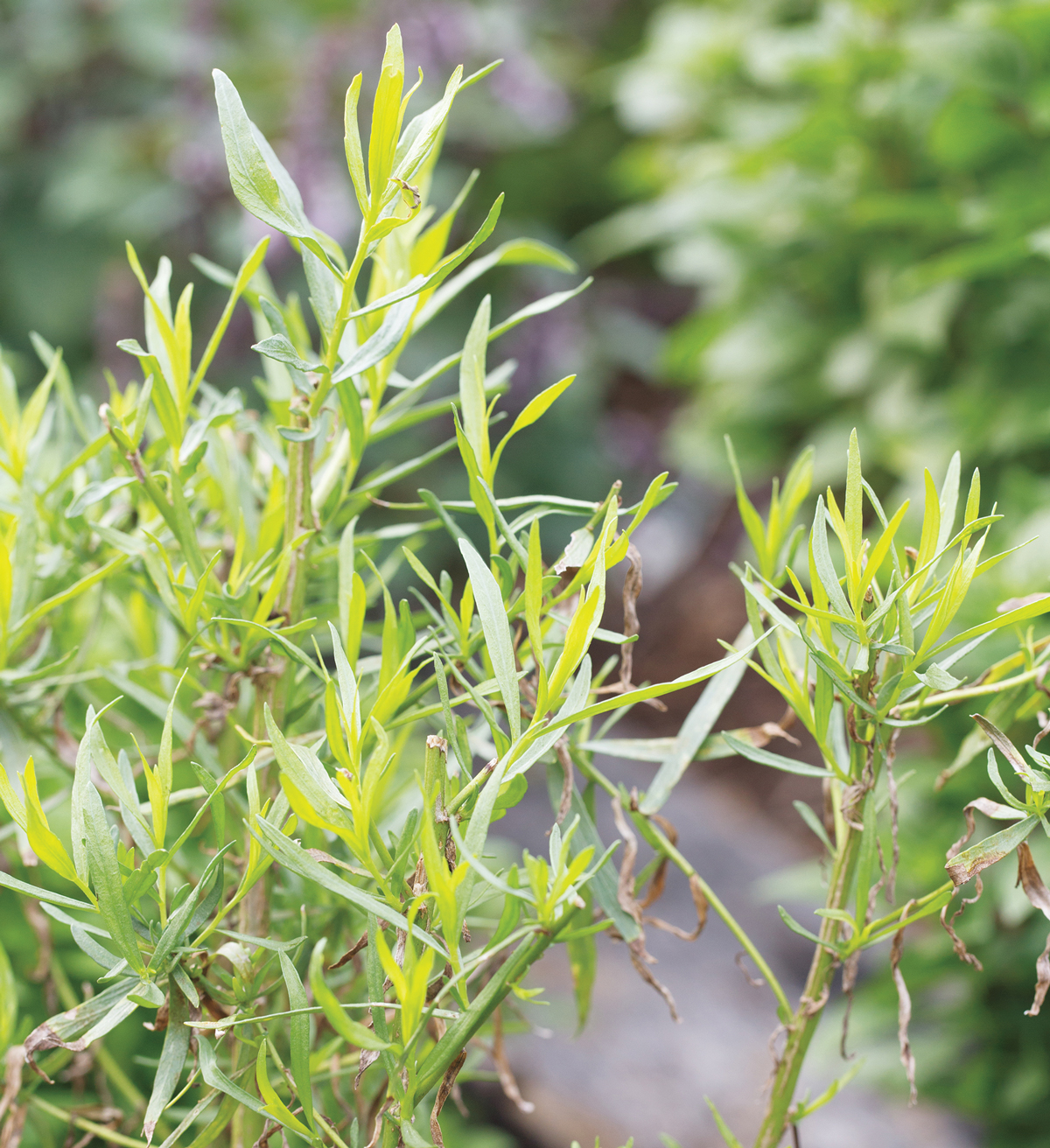 Basil Tarragon Purée Recipe - Mother Earth Living